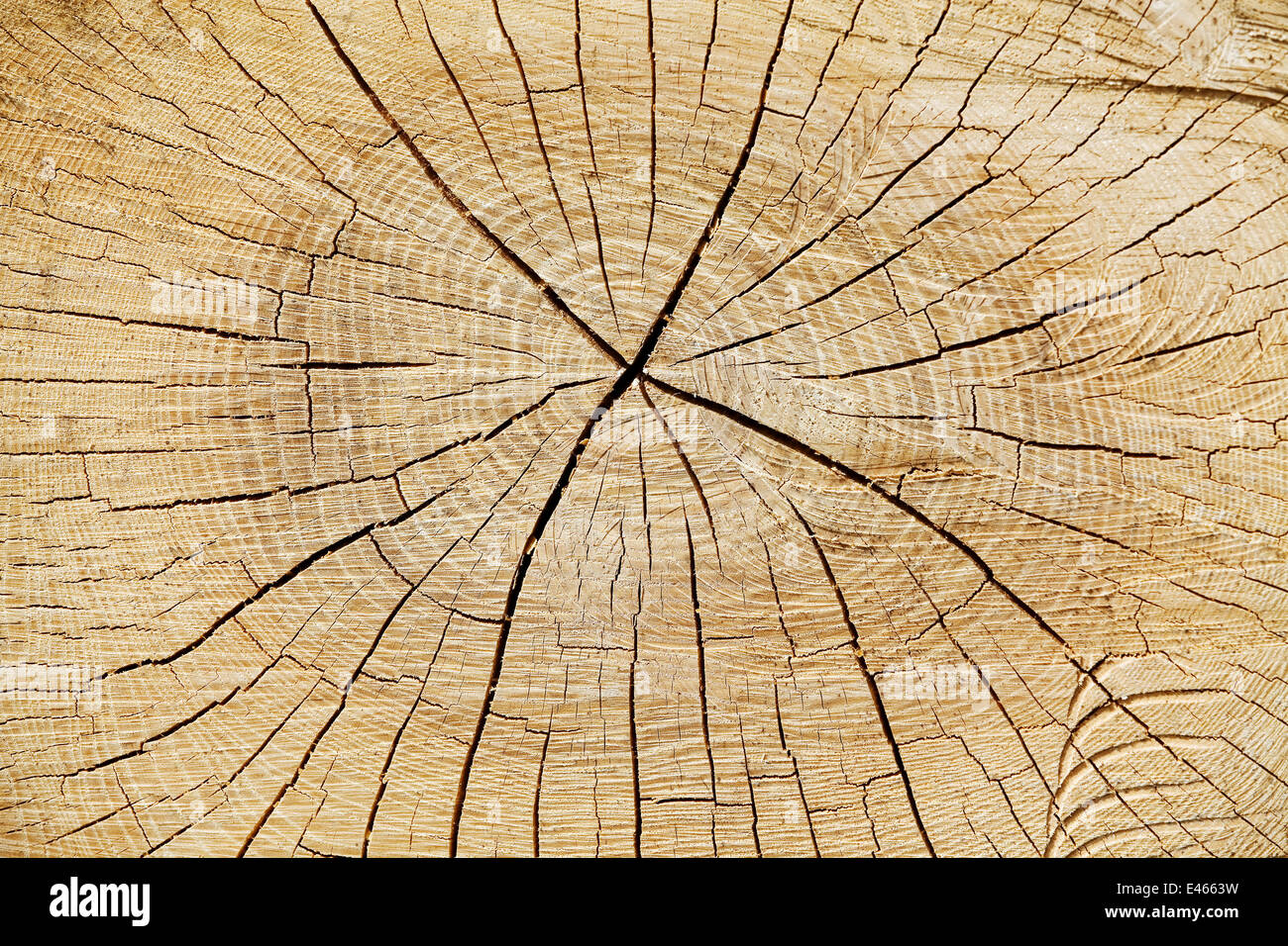 The annual rings of a cut tree trunk in a forest Stock Photo - Alamy