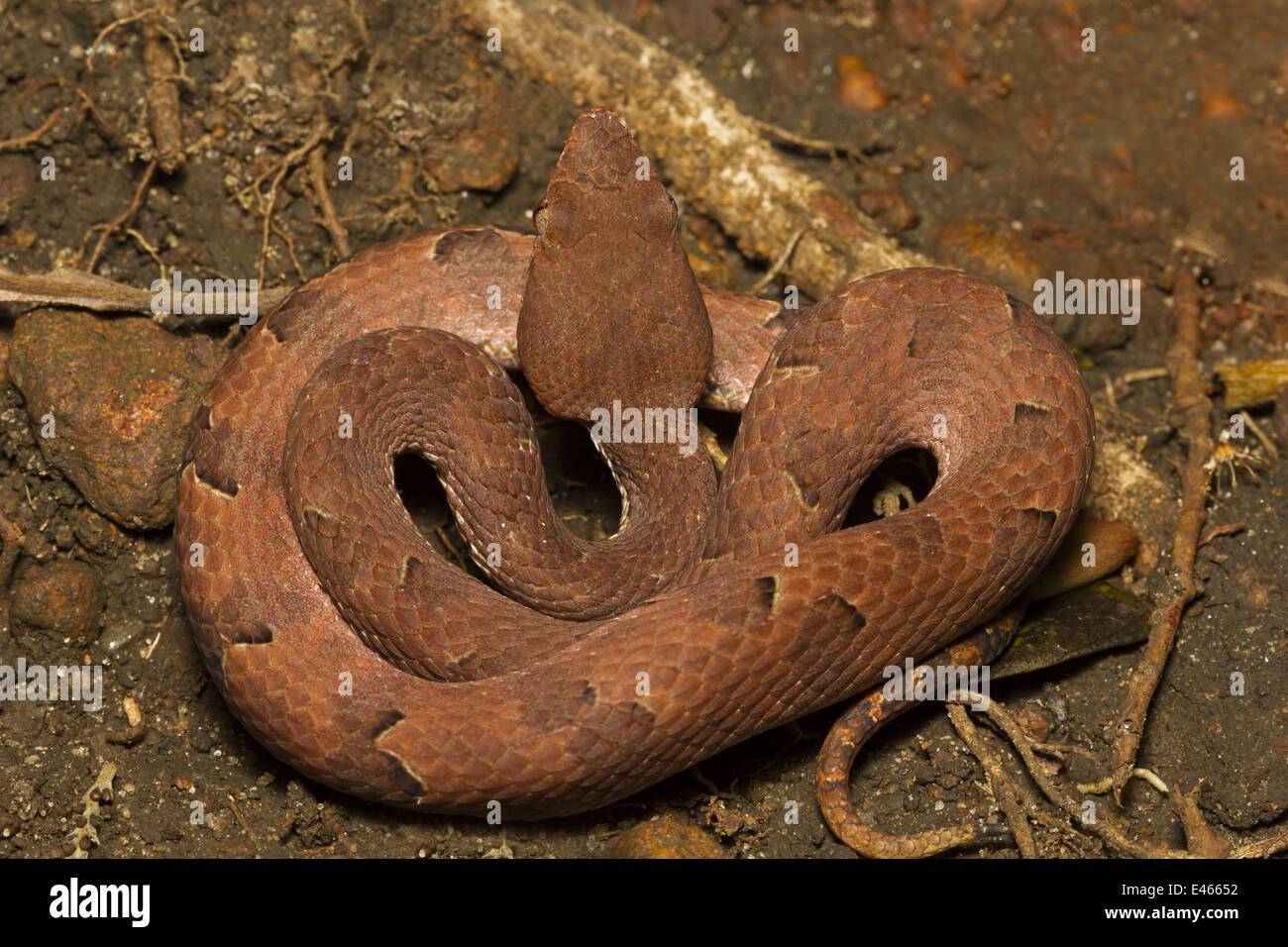 Hump nosed pit viper hi-res stock photography and images - Alamy