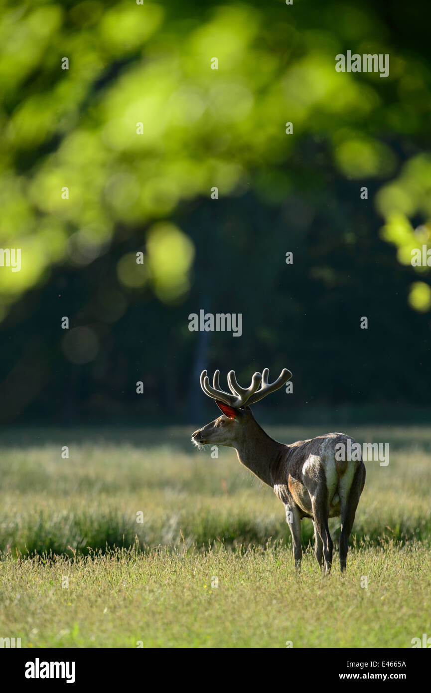 Red deer stag with velvet antlers in evening backlight Stock Photo - Alamy