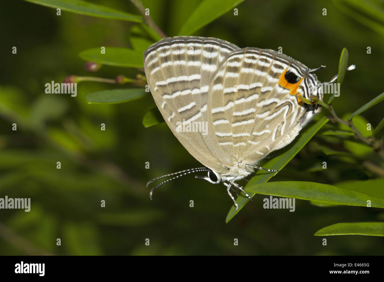 Insects of kerala hi-res stock photography and images - Alamy