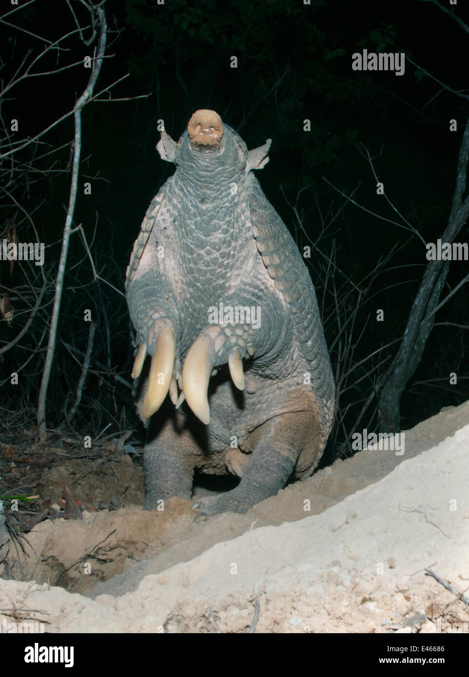 Giant Armadillo (Priodontes maximus), adult female standing and ...