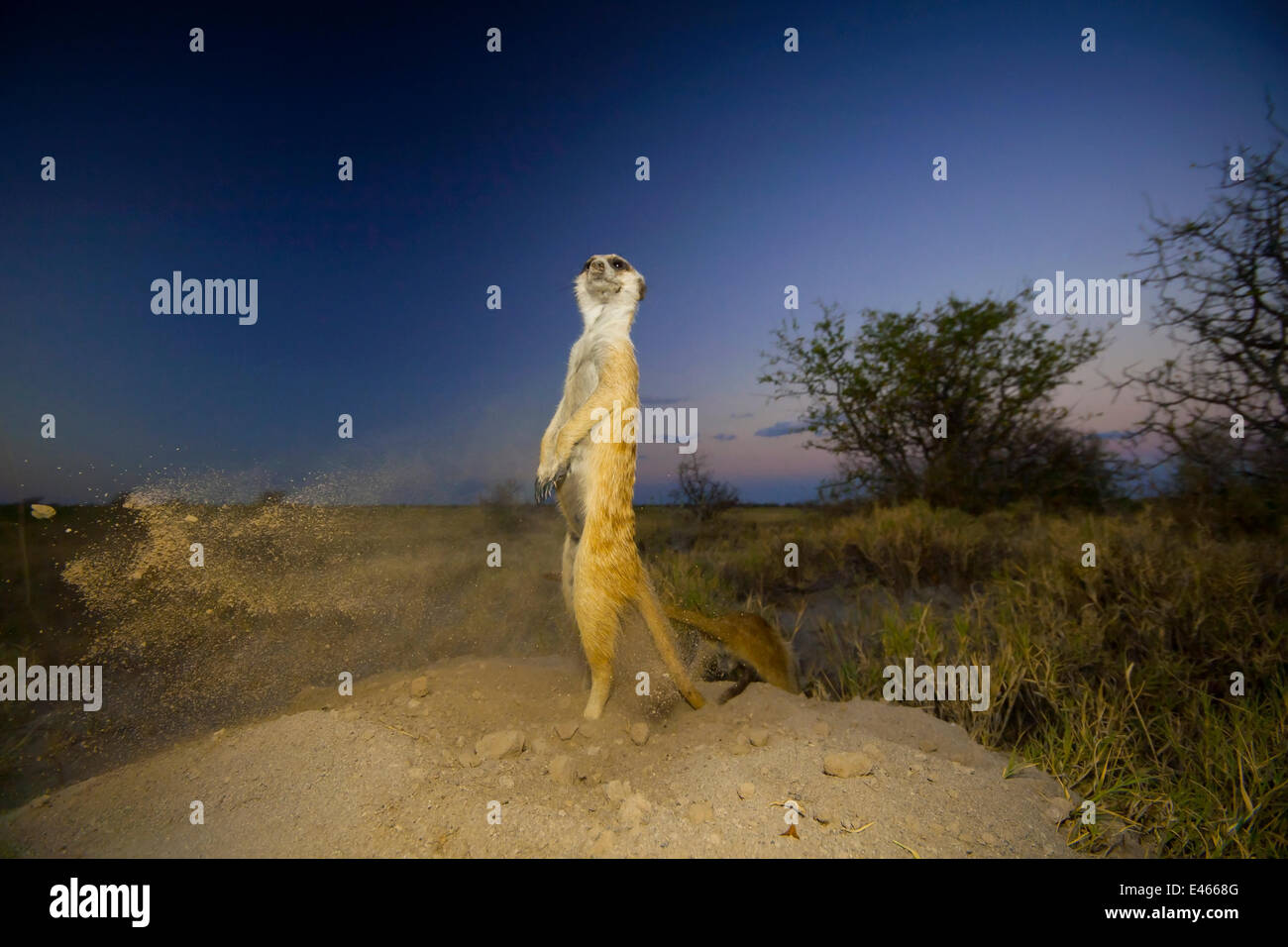 Meerkat underground hi-res stock photography and images - Alamy