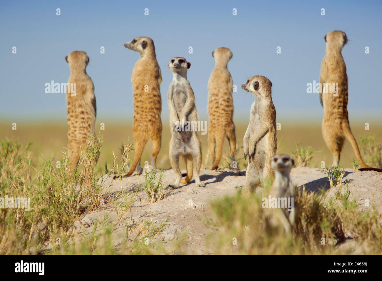 Meerkats suricates suricata suricatta hi-res stock photography and ...