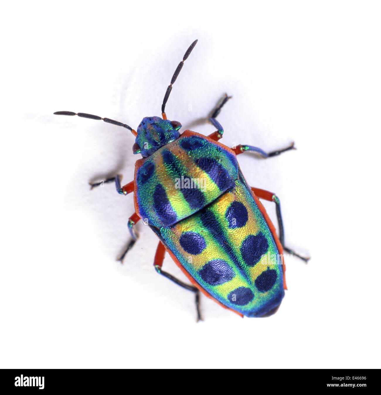 Rainbow Shield Bug (Calidea dregii) Endemic to Southern Africa Stock ...