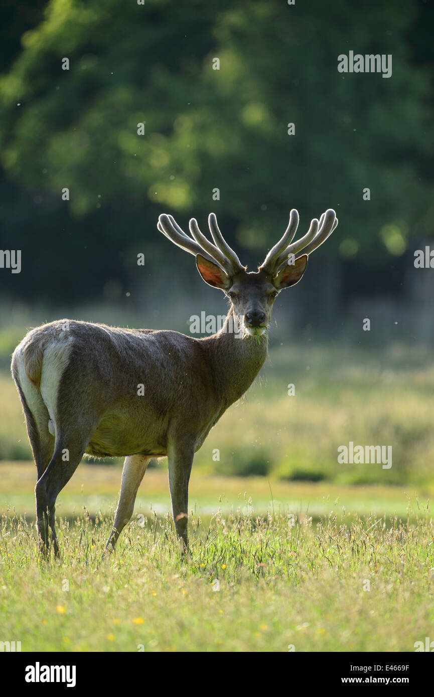 Red deer stag with velvet antlers in evening backlight Stock Photo - Alamy