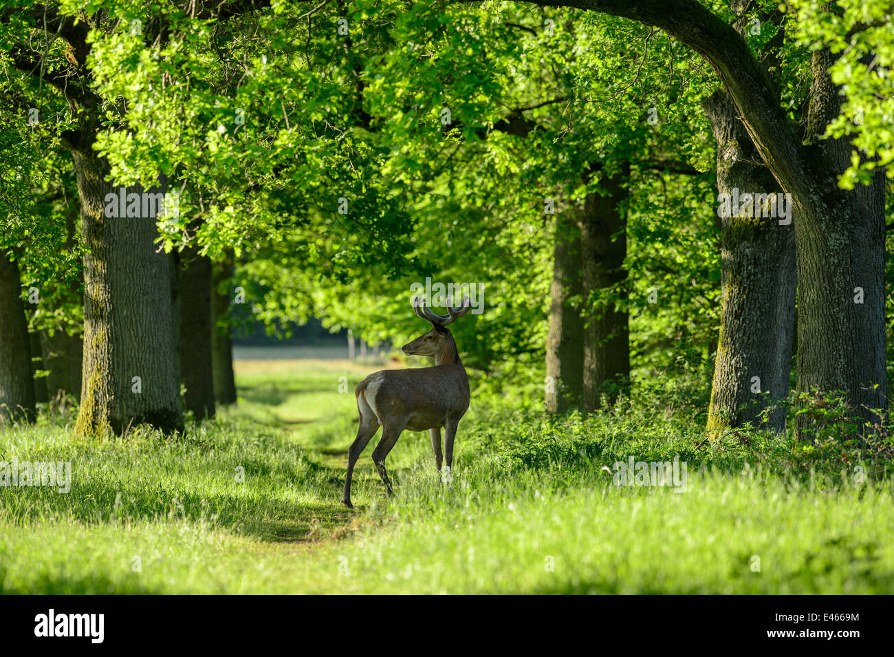 Red deer stag crossing a forest path with oak trees in warm evening ...