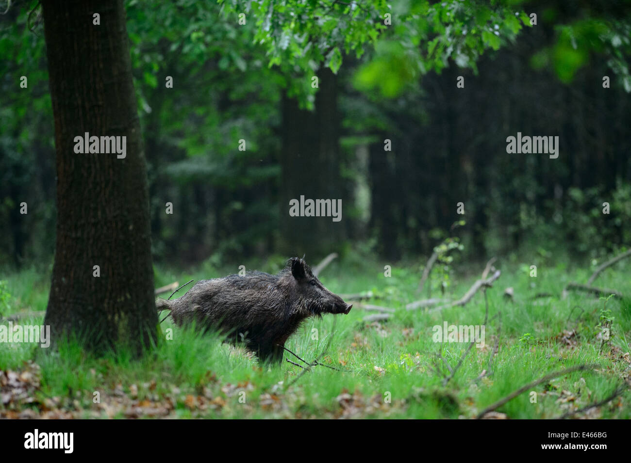 Wild boar next to a tree Stock Photo - Alamy