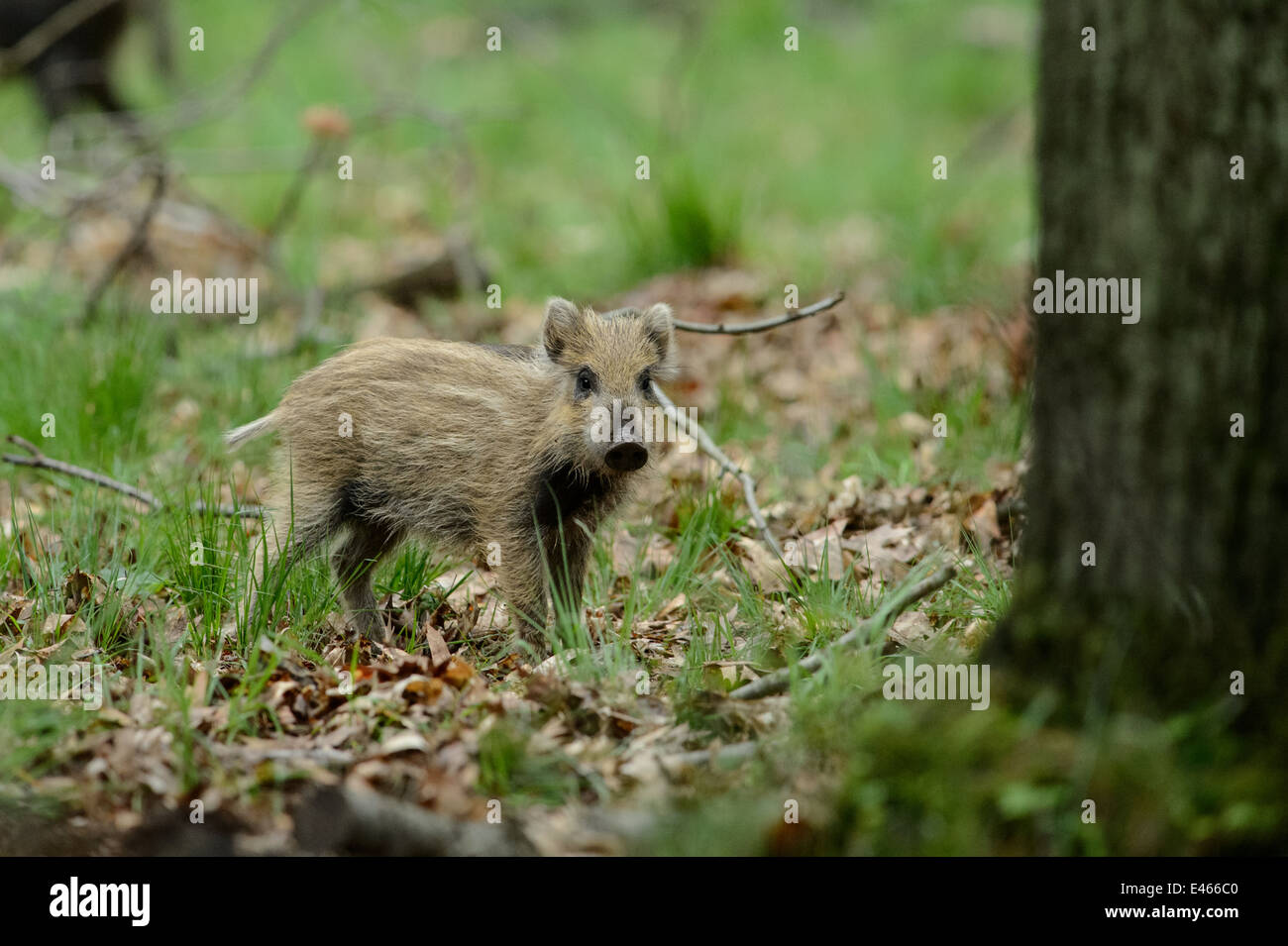 Wild boar piglet Stock Photo - Alamy