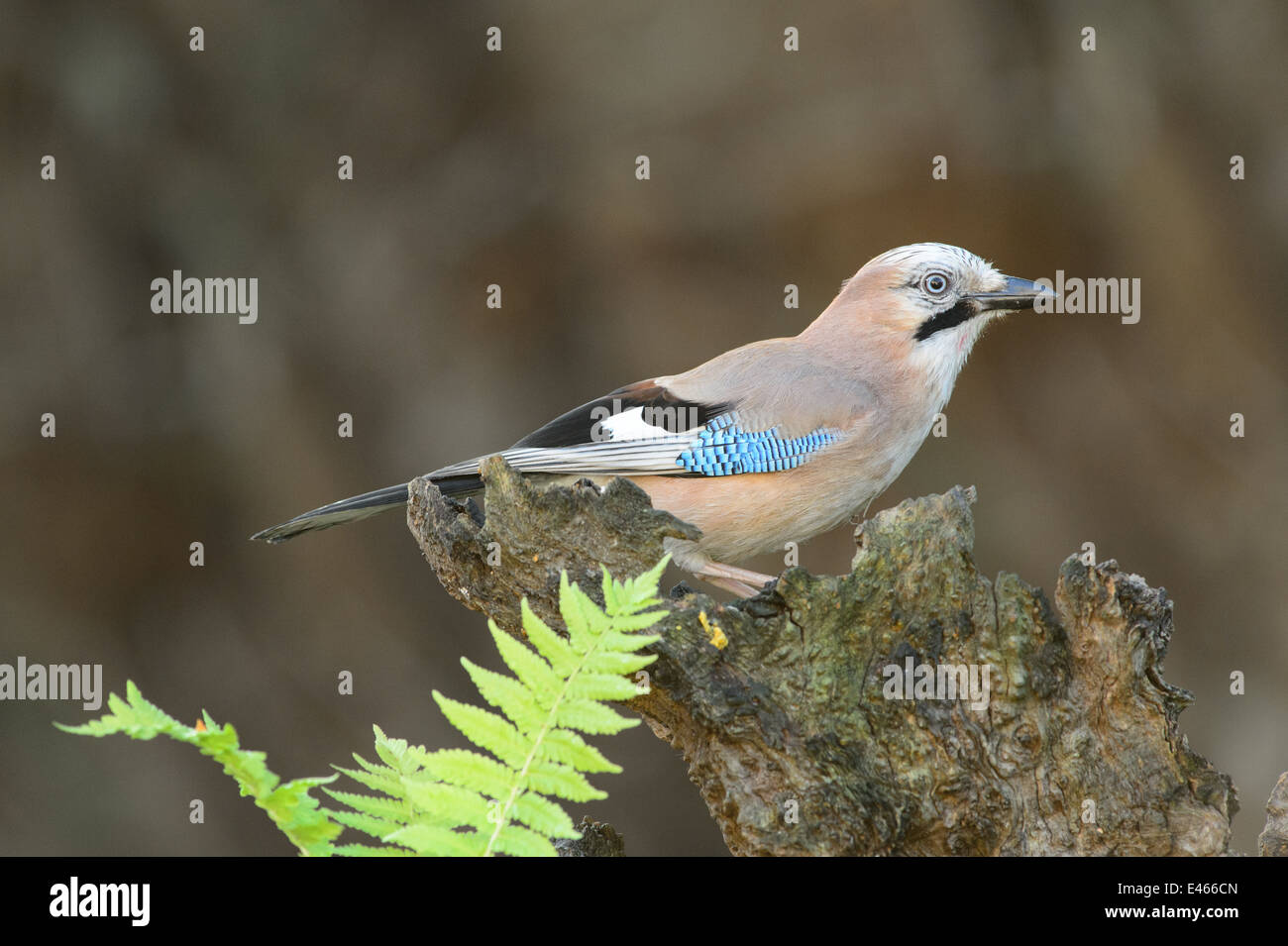 Jay holland hi-res stock photography and images - Alamy