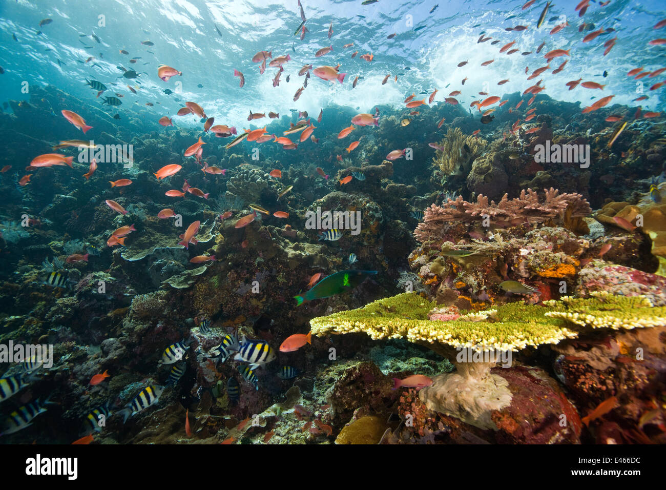 Schooling fish around healthy reef system, Castle Rock, Komodo National ...