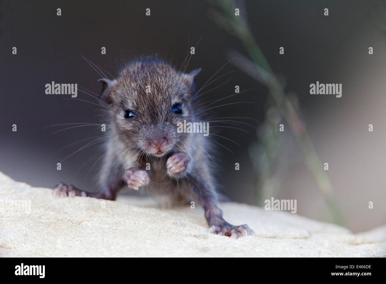 Black rat rattus rattus hi-res stock photography and images - Alamy