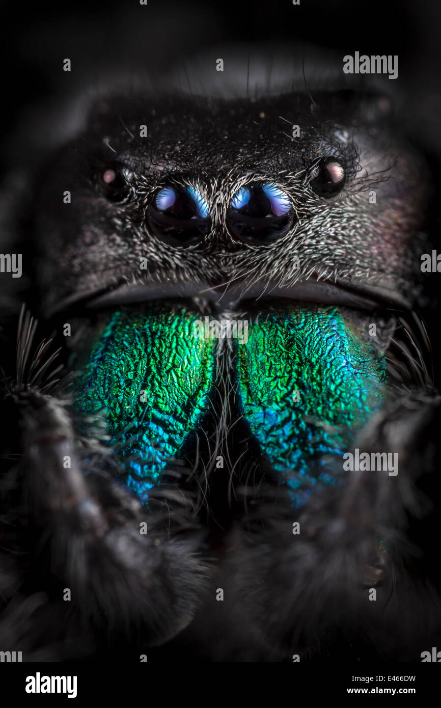Regal Jumping Spider (Phidippus regius) male, close-up showing ...