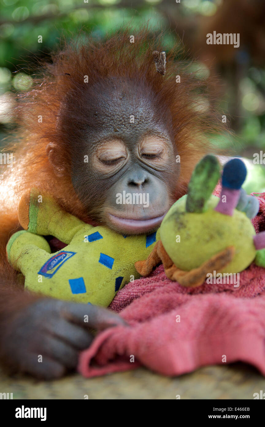 Orangutan (Pongo pygmaeus) orphan juvenile in nursery, sleeping on toys ...