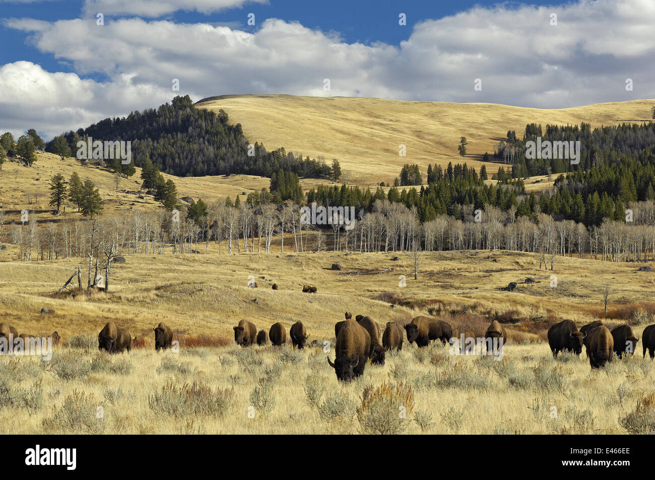 American Buffalo / Bison (Bison bison) grazing in open plains ...