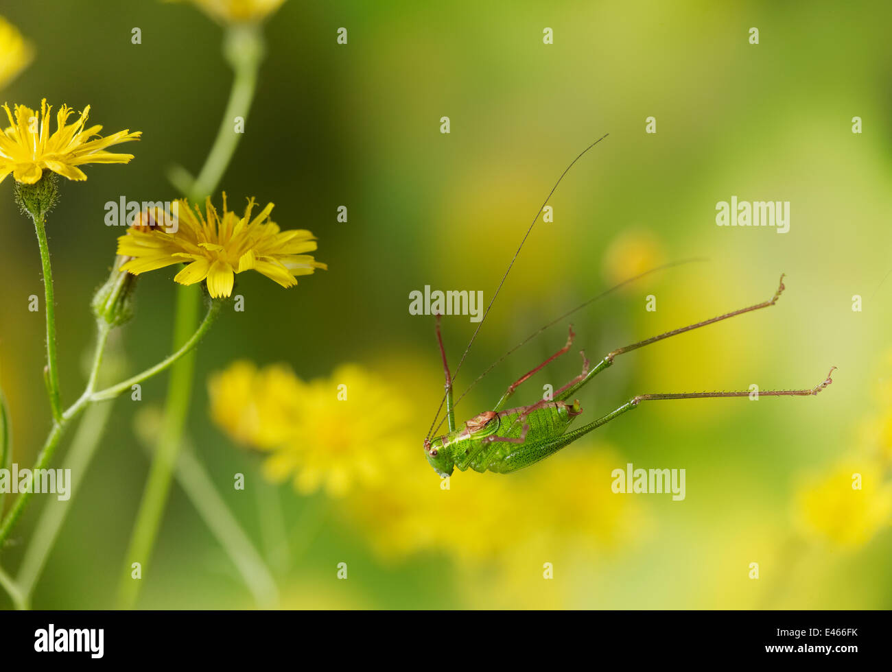 Speckled bush cricket (Leptophytes punctatissima) leaping, Sussex ...