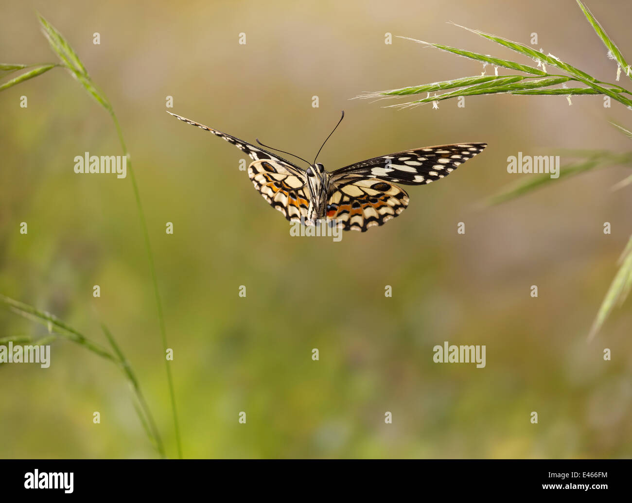 Citrus swallowtail (Papilio demolius) in flight, controlled conditions ...
