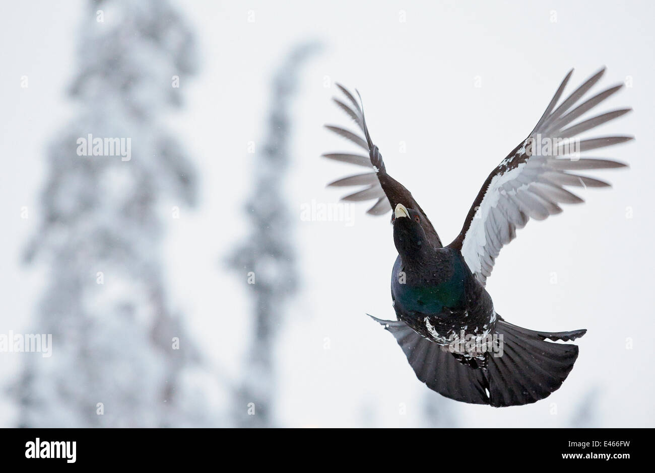 Capercaillie flying hi-res stock photography and images - Alamy