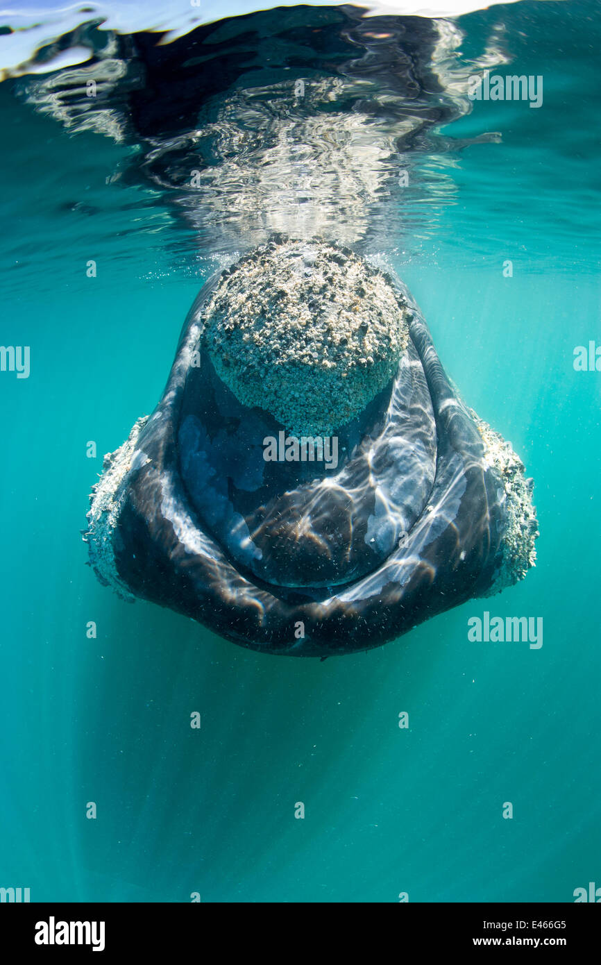 Southern right whale (Eubalaena australis) with calluses covered in ...