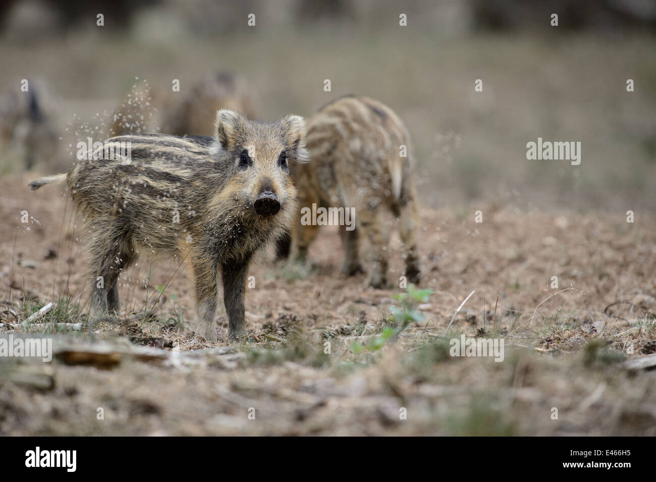 Wild boar piglets Stock Photo - Alamy