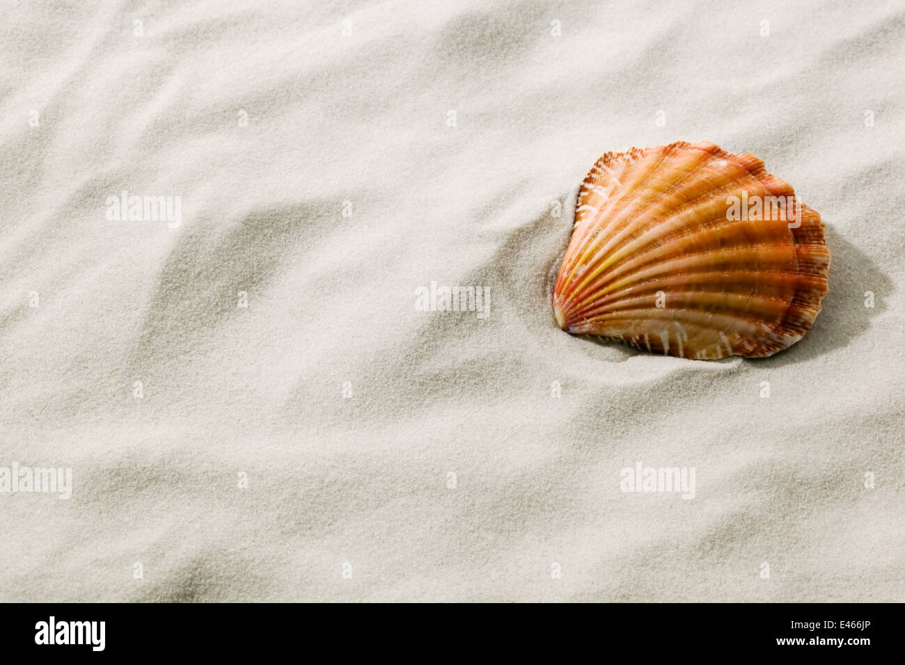 A shell in the sand on the beach. Vacation and holidays at sea Stock ...