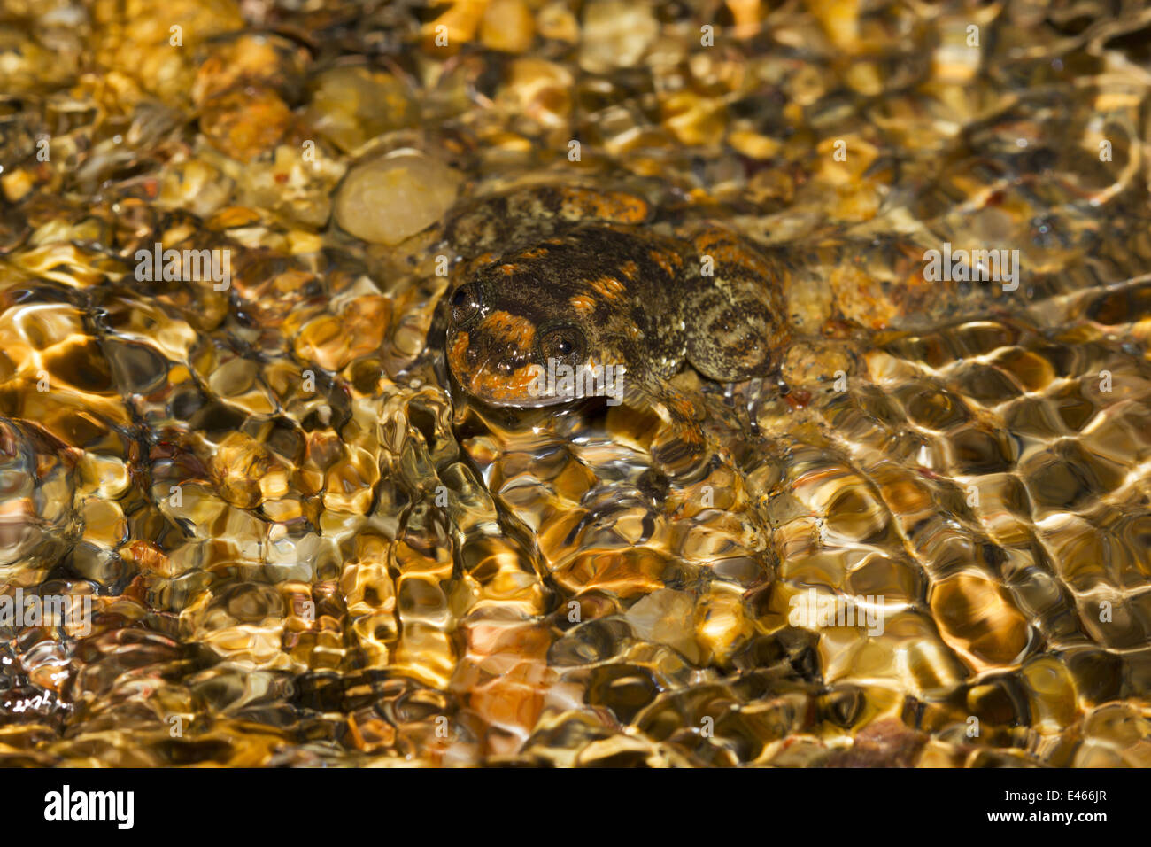 Nyctibatrachus pillaii. Pillai's Night Frog, Common, Thenmala, Kerala ...