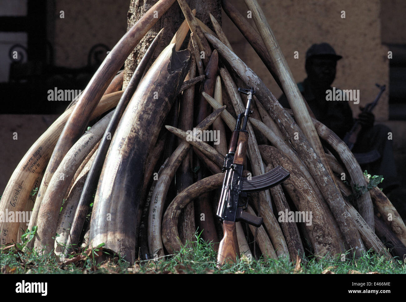 African elephant (Loxodonta africana) confiscated and recovered ivory ...