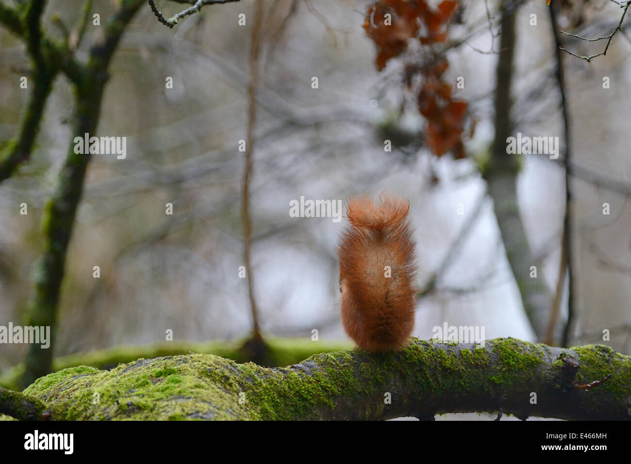Red squirrel (Sciurus vulgaris) rear view of tail on moss covered tree ...