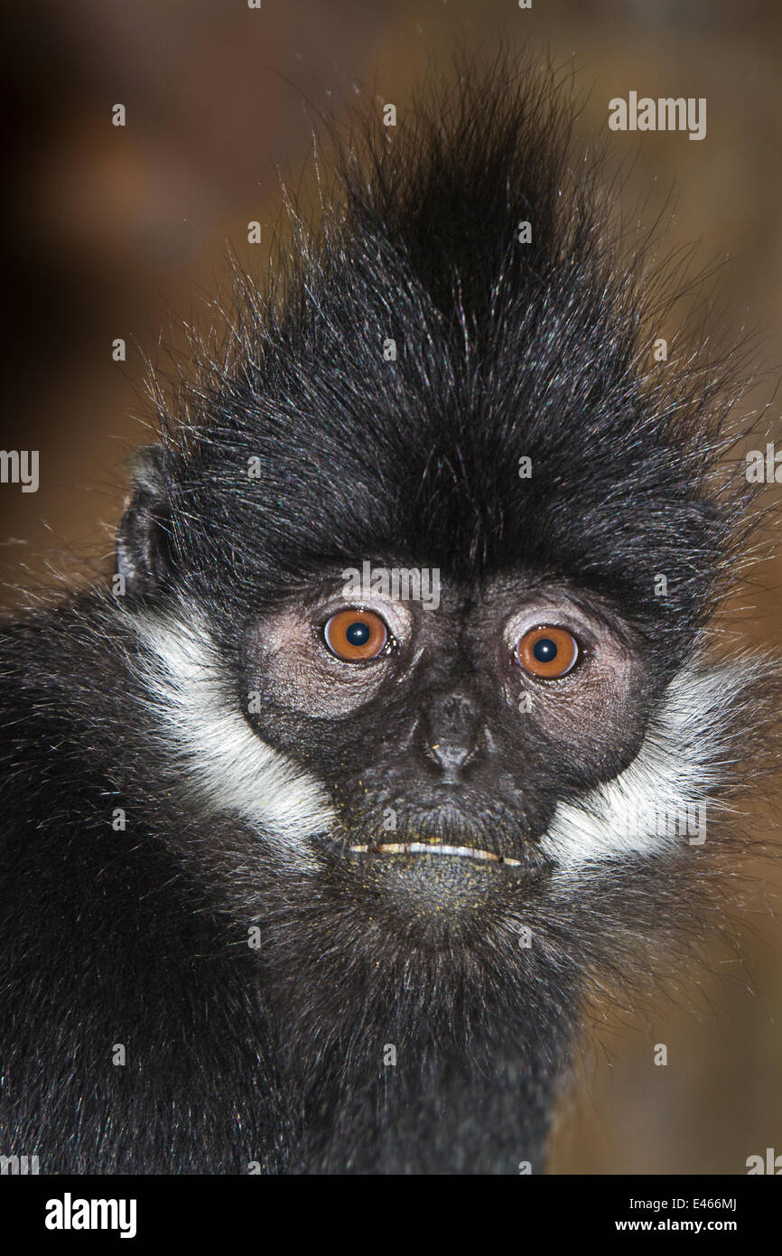 Francois' Langur (Trachypithecus francoisi) captive from Southern China ...