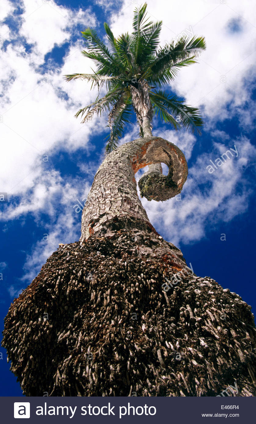 Palmae Arecaceae Stock Photos & Palmae Arecaceae Stock Images - Alamy