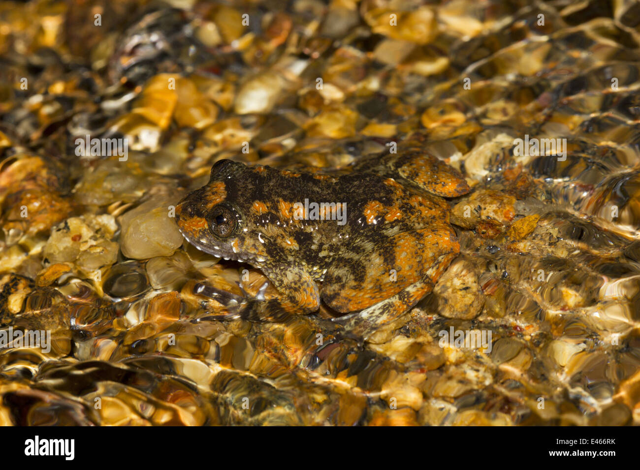 Night frog, Nyctibatrachus pillaii, Common, Thenmala, Kerala Stock ...