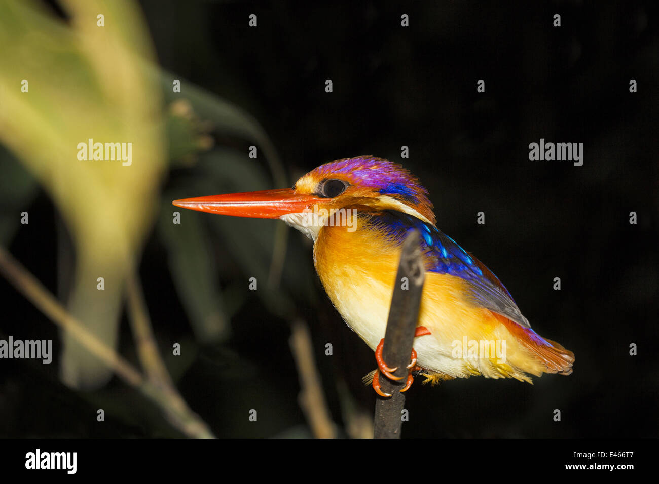 Oriental dwarf kingfisher, Ceyx erithaca, Rare, Thenmala, Kerala Stock ...