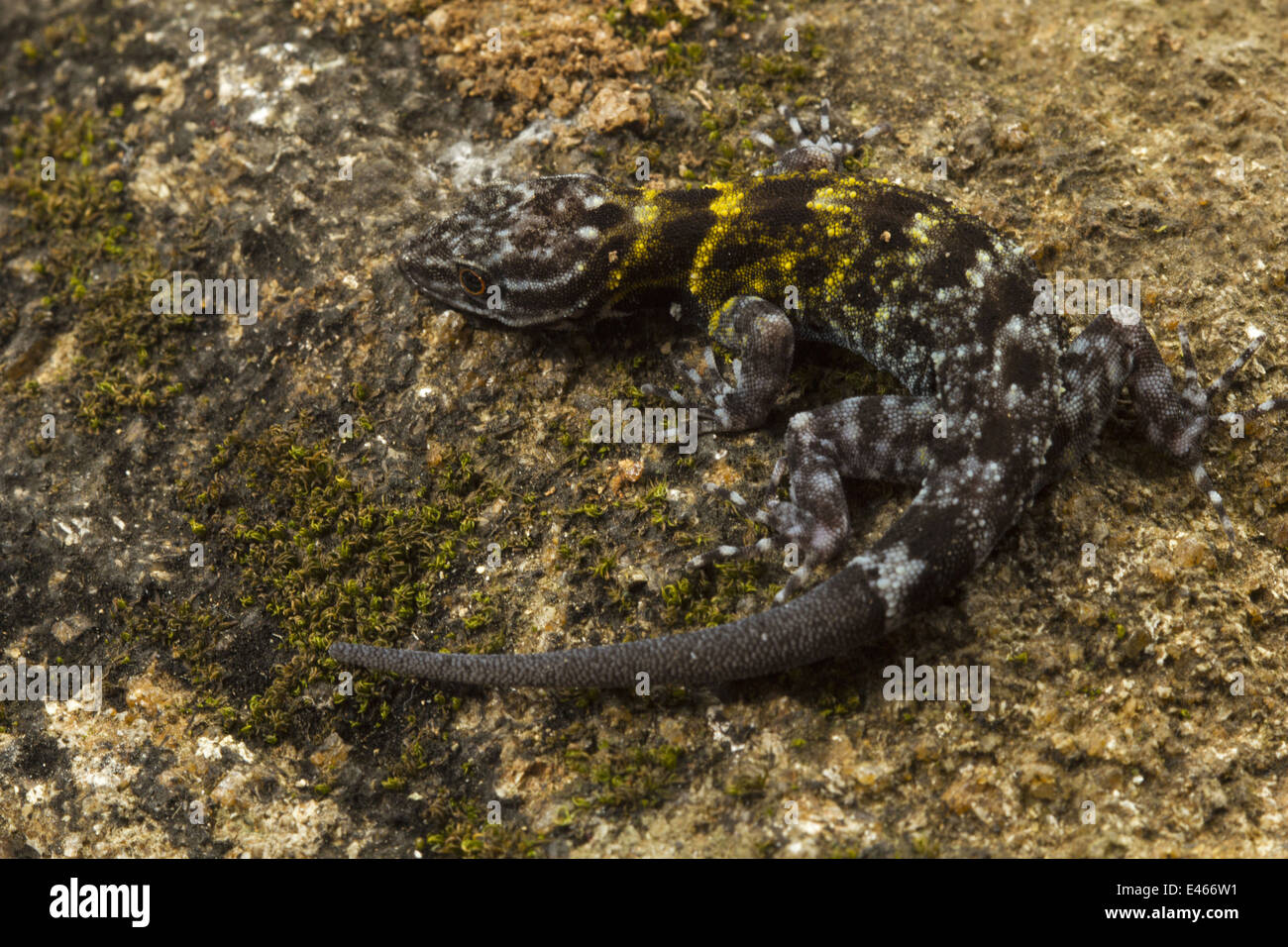 DWARF GECKO, Cnemaspis sp., Common, Thenmala, Kerala Stock Photo - Alamy