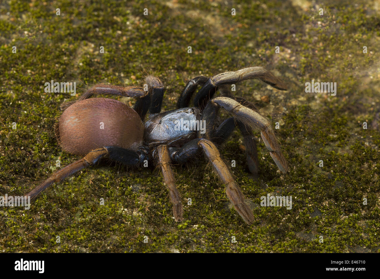 PSYCHEDELIC BURROWING TARANTULA, Thrigmopeous psychedelicus, COMMON ...