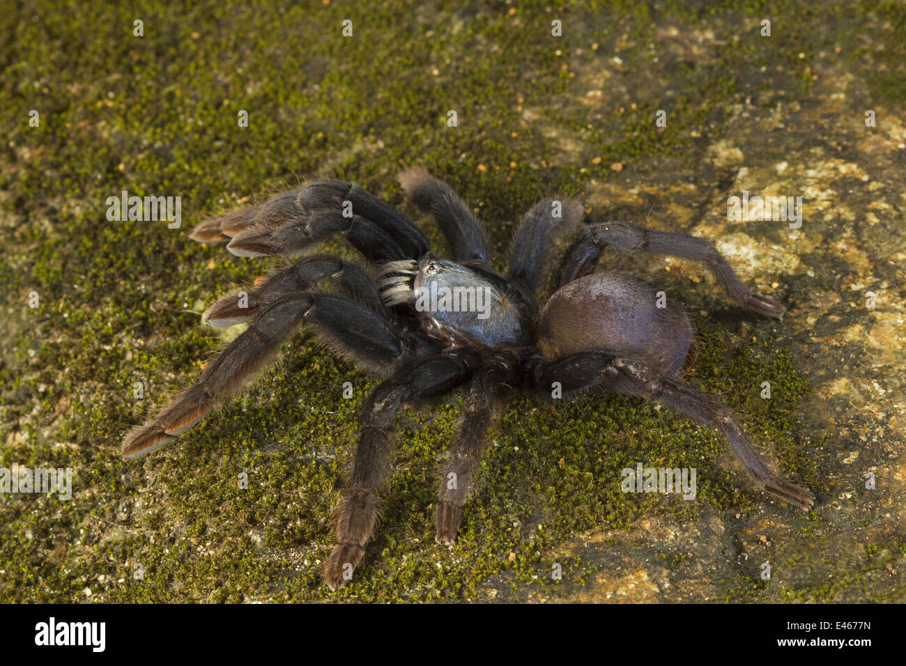 PSYCHEDELIC BURROWING TARANTULA, Thrigmopeous psychedelicus, COMMON ...