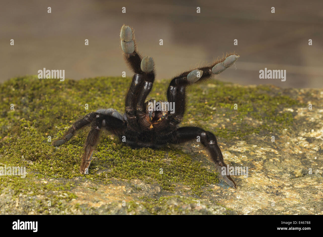 Spiders of kerala hi-res stock photography and images - Alamy