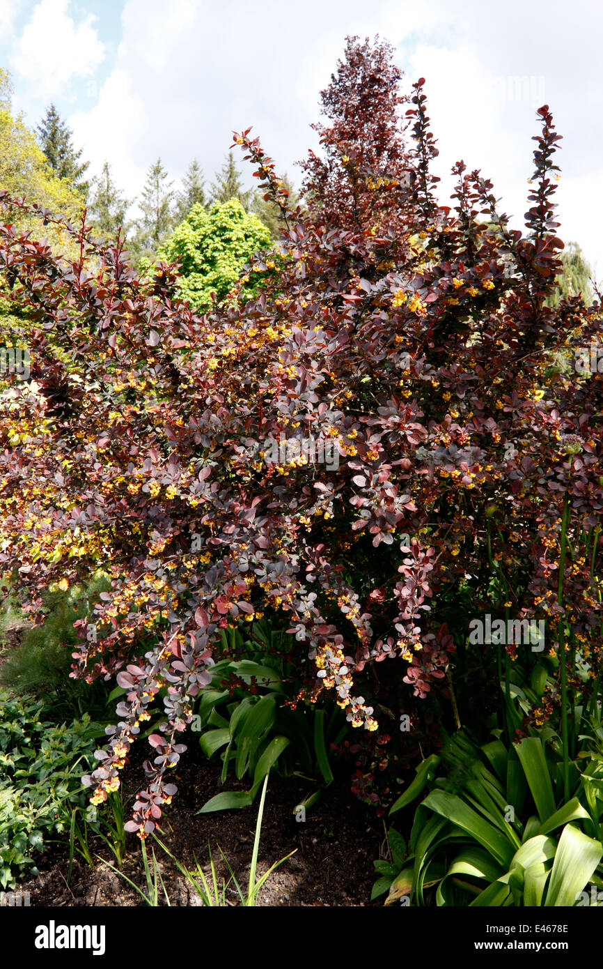 BERBERIS PURPUREA SUPERBA. BARBERRY Stock Photo - Alamy