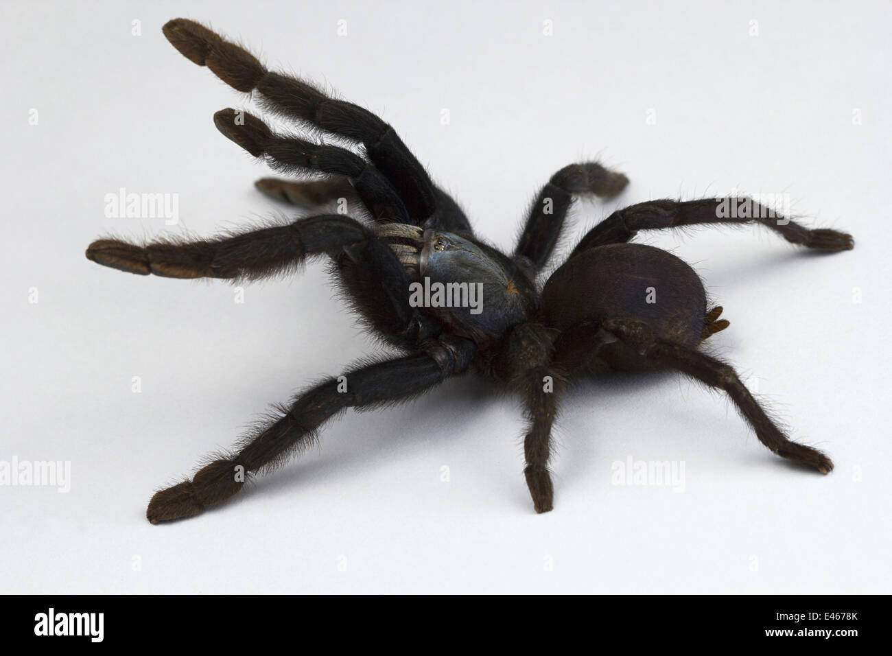 PSYCHEDELIC BURROWING TARANTULA, Thrigmopeous psychedelicus, COMMON ...