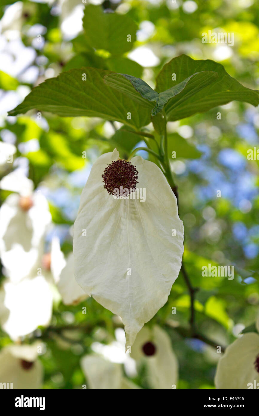 DAVIDIA INVOLUCRATA VILMORINIANA. HANDKERCHIEF TREE. WHITE DOVE TREE ...