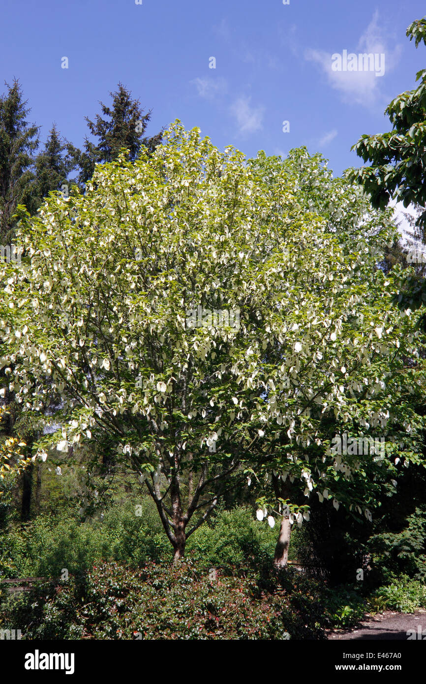 DAVIDIA INVOLUCRATA VILMORINIANA. HANDKERCHIEF TREE. WHITE DOVE TREE ...
