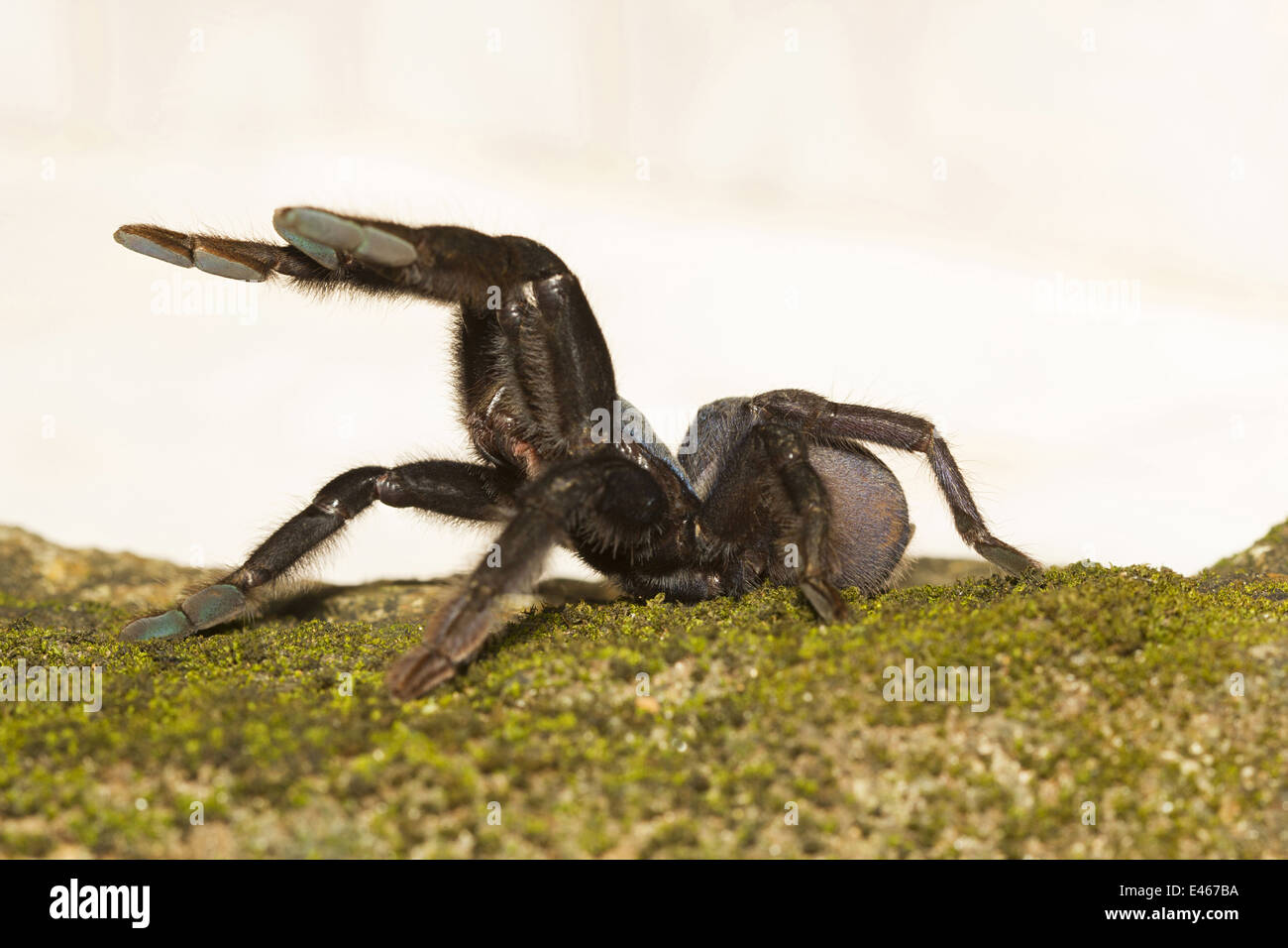 Psychedelic burrowing tarantula, Thrigmopeous psychedelicus, Common ...