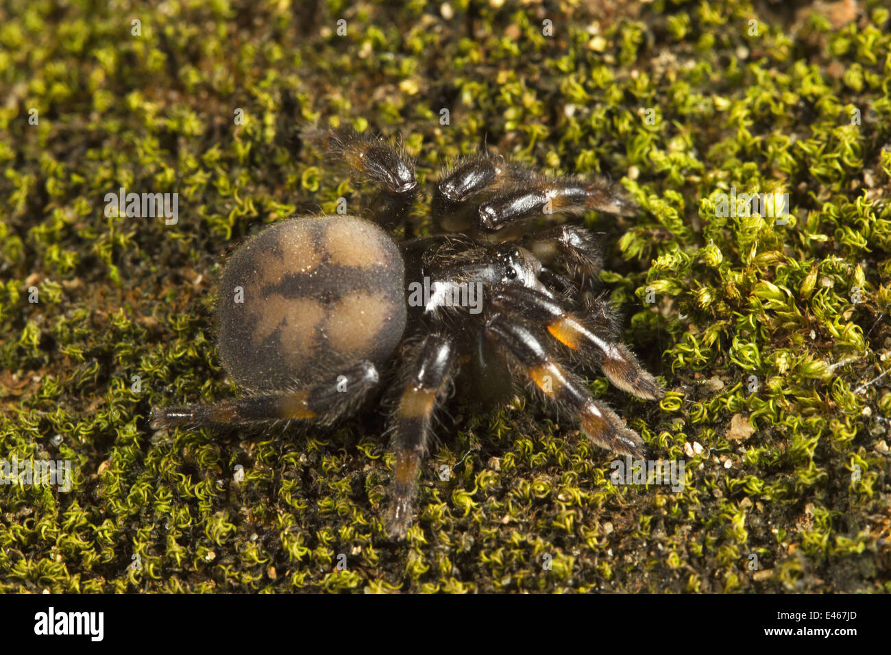 BRUSH FOOTED TRAPDOOR SPIDER, Sason sp., COMMON, Thenmala, Kerala Stock ...