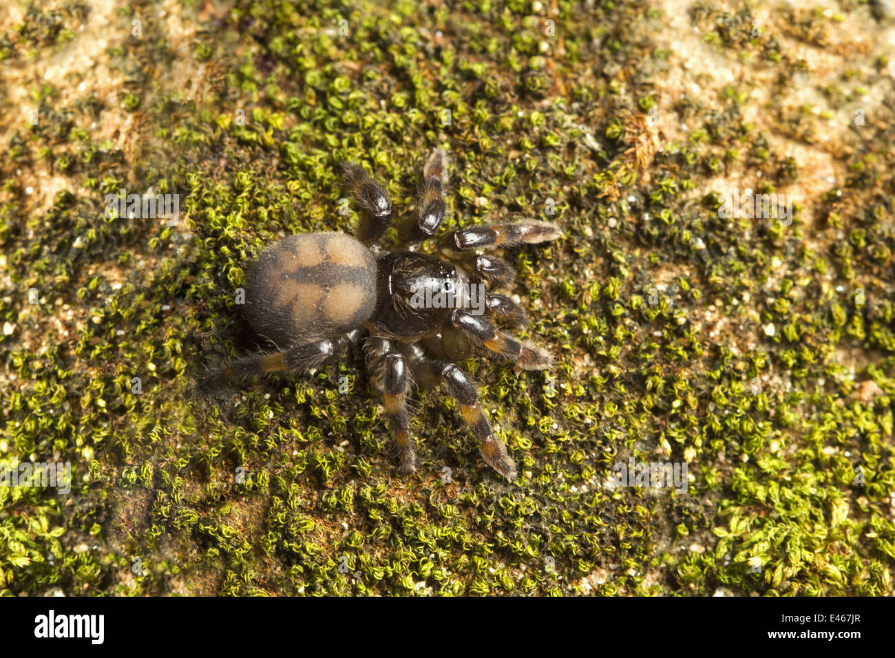 BRUSH FOOTED TRAPDOOR SPIDER, Sason sp., COMMON, Thenmala, Kerala Stock ...