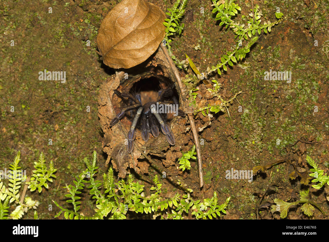 Brush footed trapdoor spider, Sason sp., Common, Thenmala, Kerala Stock ...