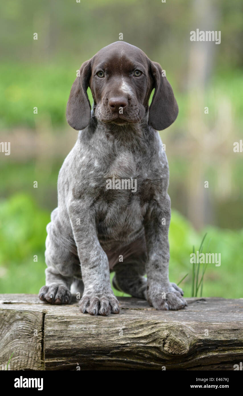 german shorthaired pointer puppy sitting on a log Stock Photo - Alamy