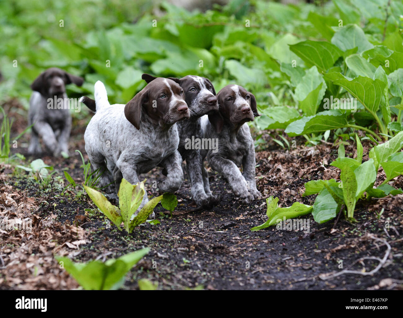 german shorthaired pointer litter running in the forest - 8 weeks old ...