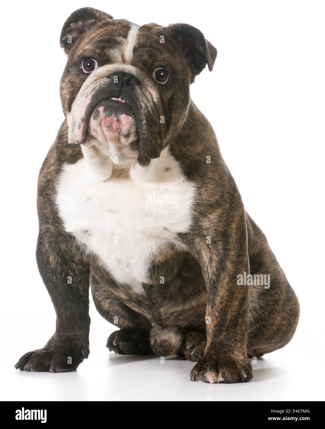 Startled by dog hi-res stock photography and images - Alamy