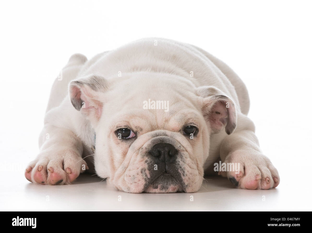 tired english bulldog puppy laying down stretched out on white ...