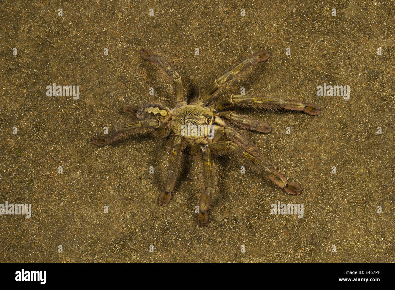 REDDISH PARACHUTE TARANTULA, Poecilotheria rufilata, RARE, Peppara ...