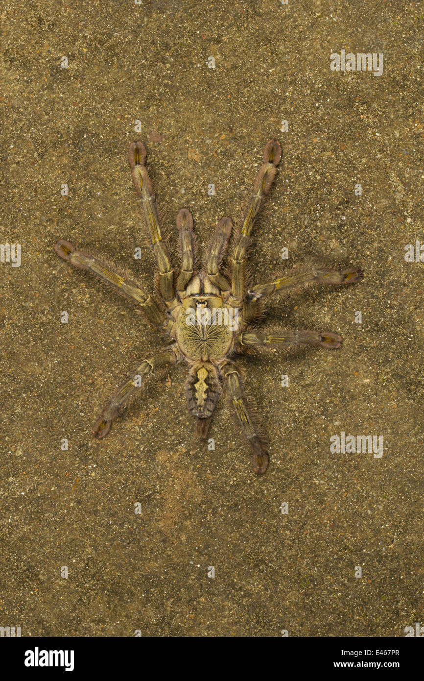 REDDISH PARACHUTE TARANTULA, Poecilotheria rufilata, RARE, Peppara ...