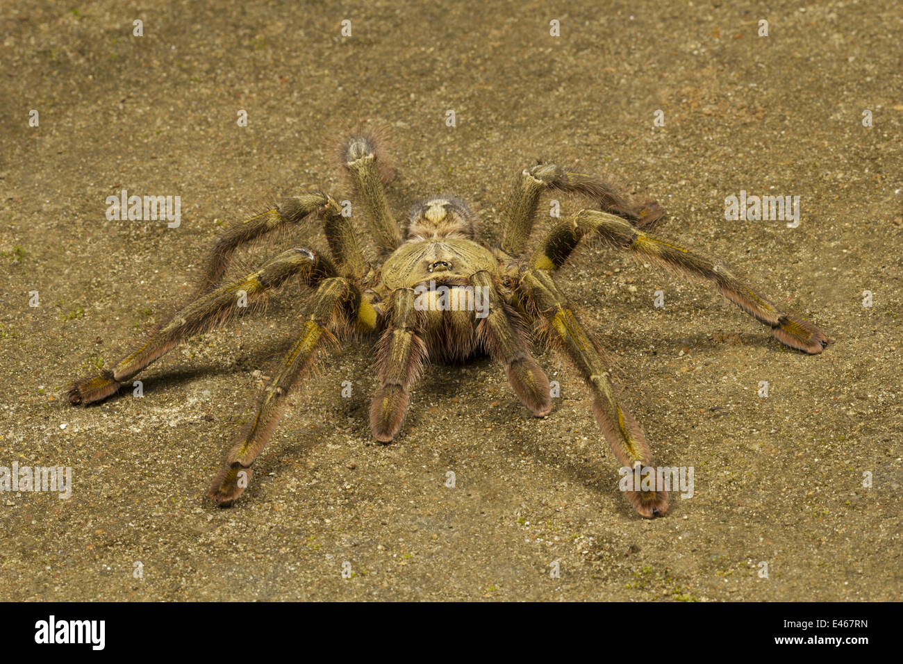 Parachute Spider